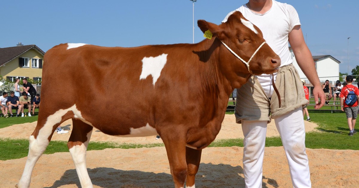 Erster Festsieg und ein Rücktritt | Anzeiger vom Rottal